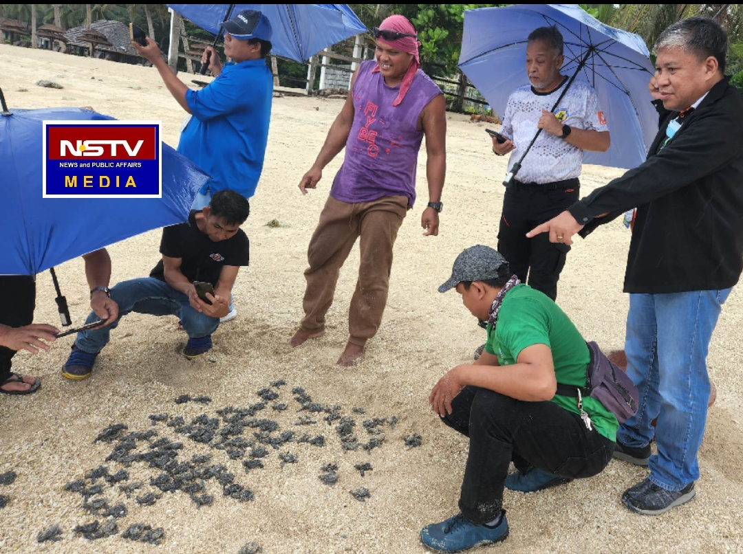 DENR USEC. ADOBO WITNESSES NEWLY HATCHED TURTLES IN BRGY. CUTCUTAN ...